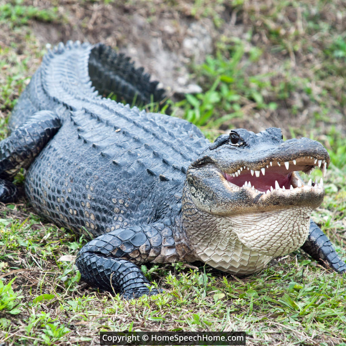 R Word Flashcard Perfect for Speech Therapy Practice