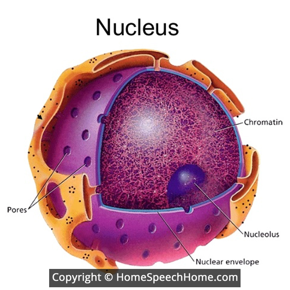 Nucleus
