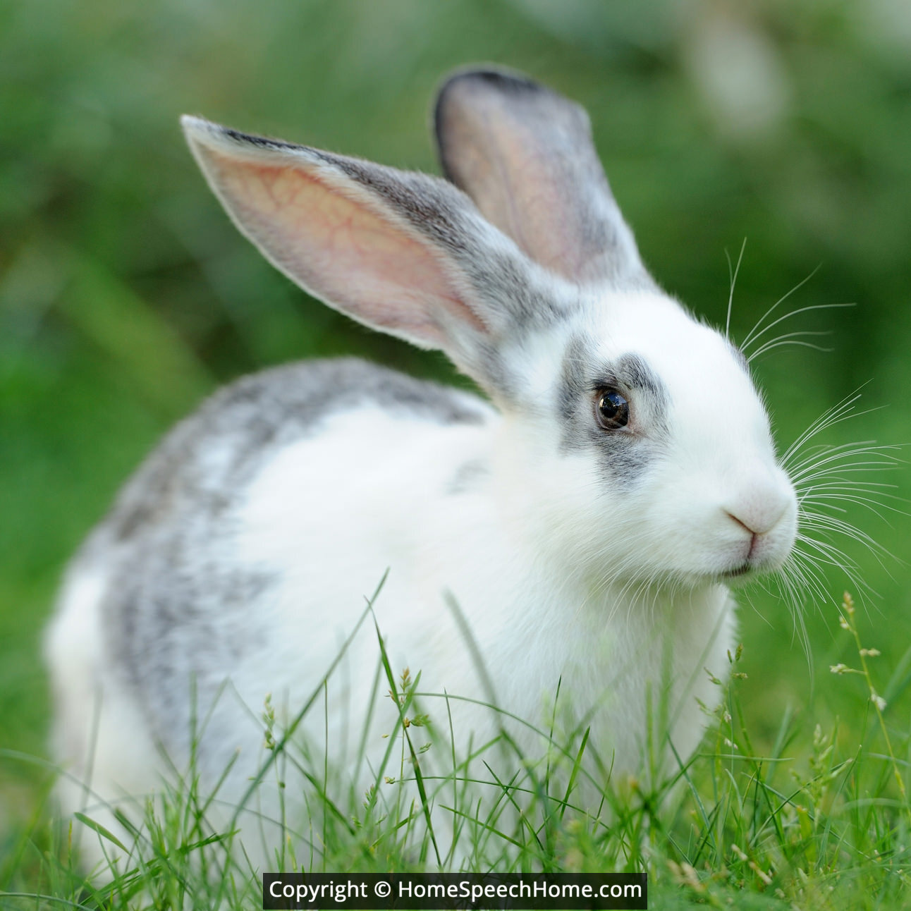 R Word Flashcard Perfect for Speech Therapy Practice